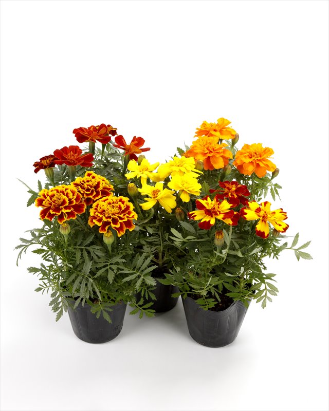 「2023年春 第24回FAJポットプランツコンテスト」開催のご案内 | Flower Auction Japan | フラワーオークション ...